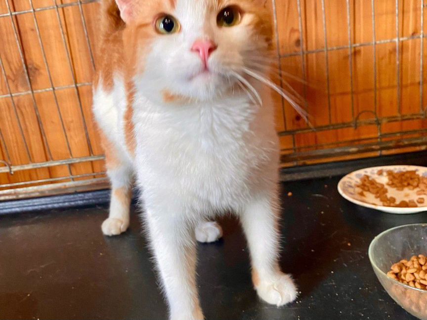 Рыжего малыша предали и вернули когда заболел