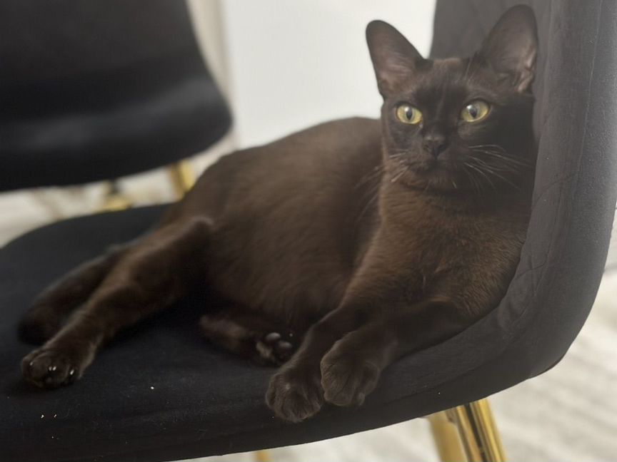 Бурманская котята бурмы