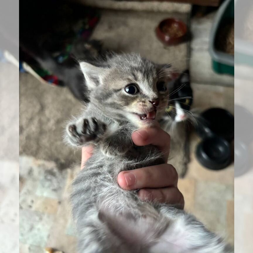Отдам котенка в добрые руки