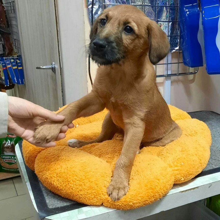 Щенок в добрые руки