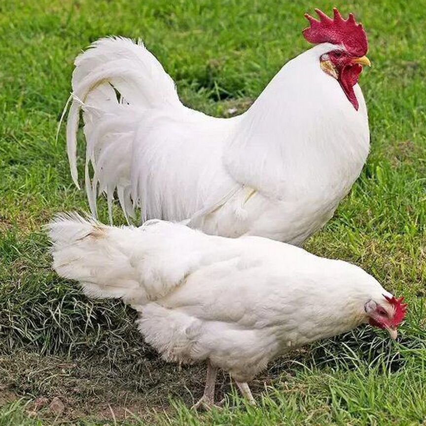 Инкубационное яйцо породистых кур несушек