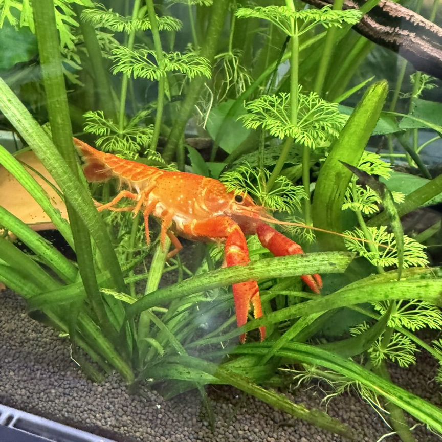 Аквариумный рак