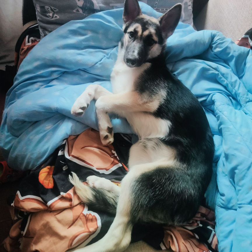 Восточноевропейская овчарка, щенок