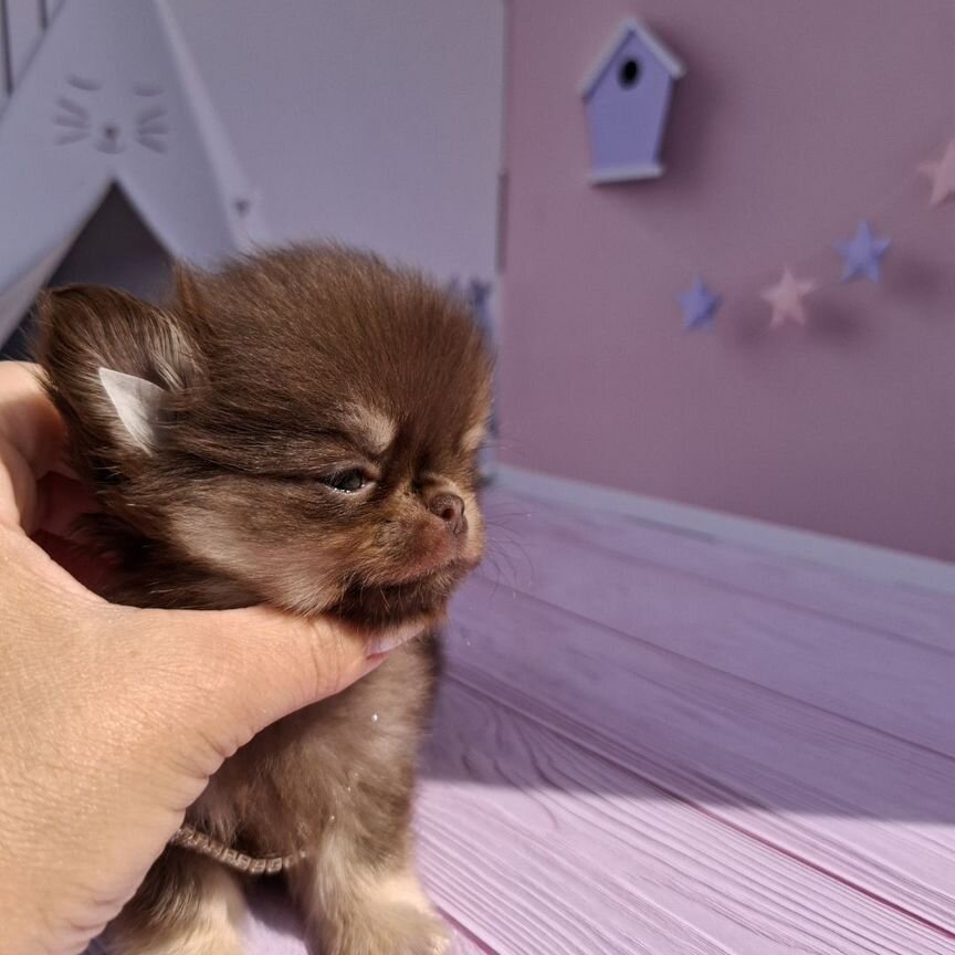 Чихо котёнок