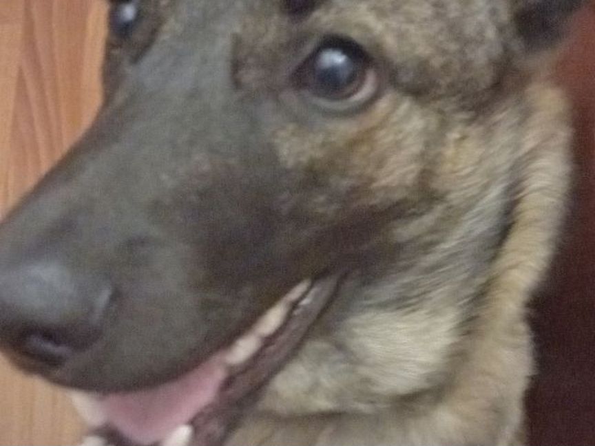 Собака в добрые руки отдам бесплатно