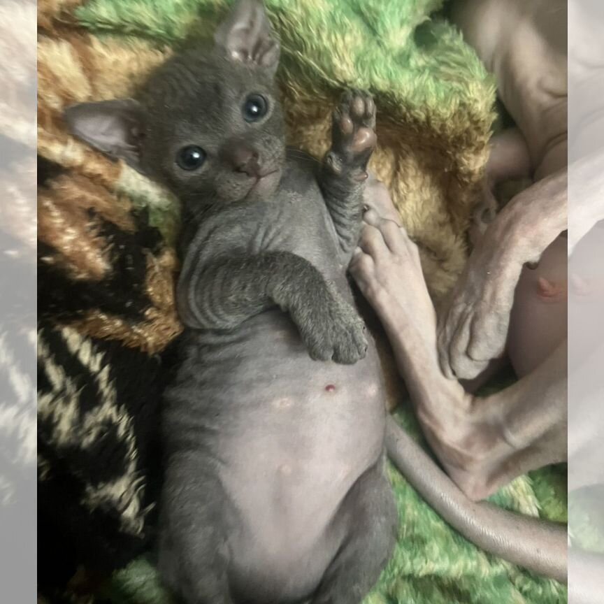 Донской сфинкс котята