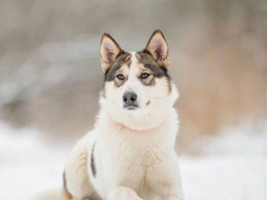 Лайка