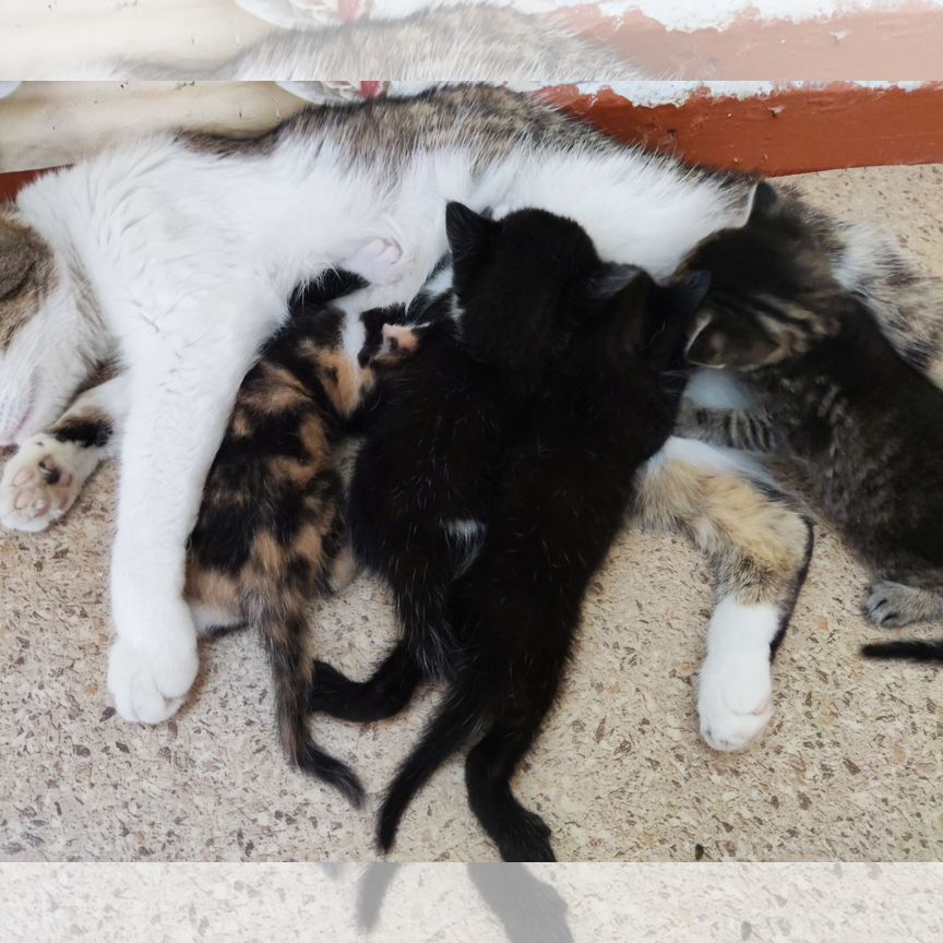 Кошки в добрые руки бесплатно