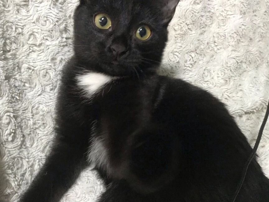 Котёнок Шакира
