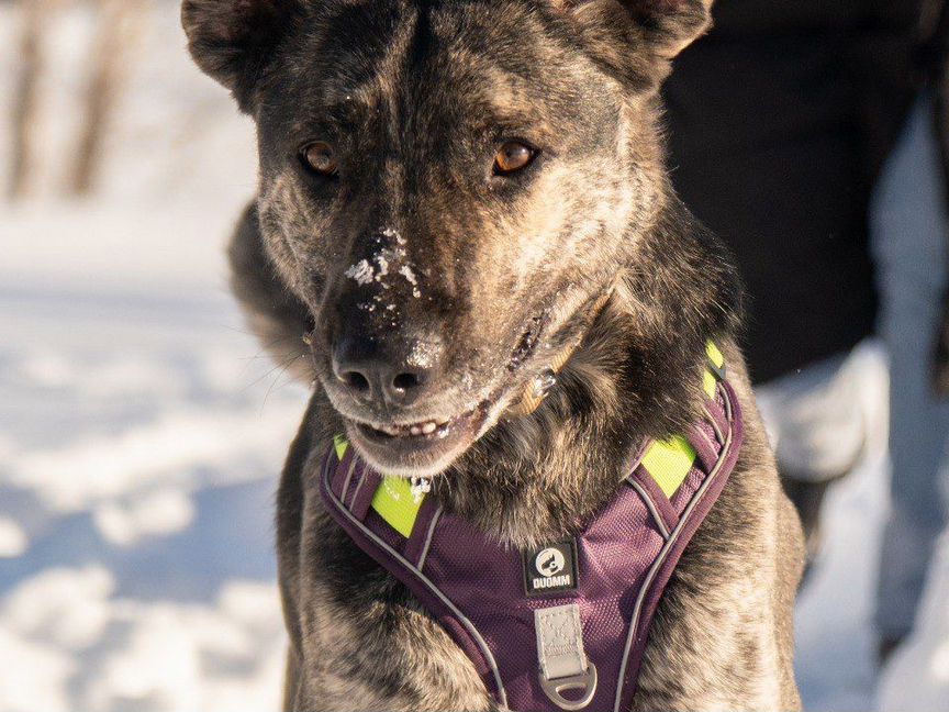 Собака в добрые руки