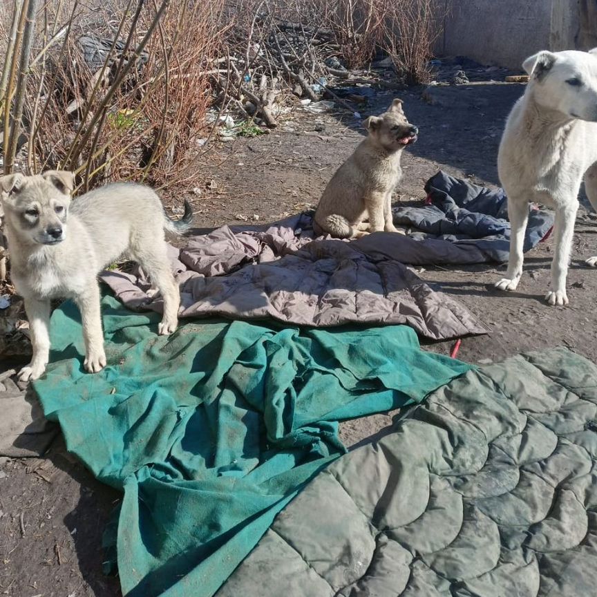 Щенок в добрые руки