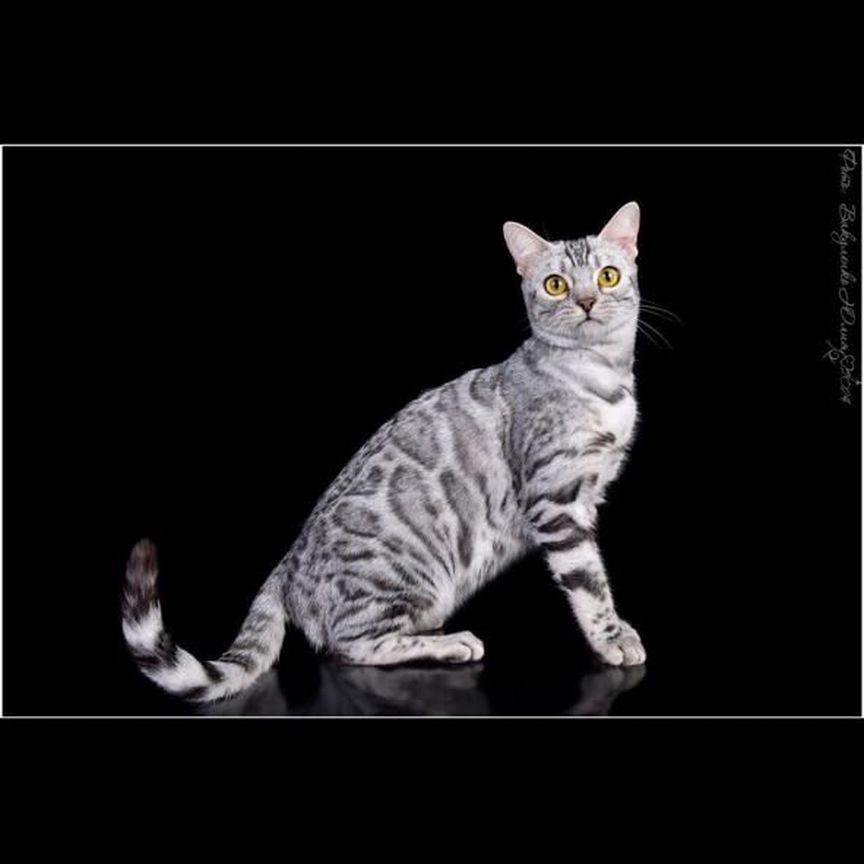 Бенгальская кошка серебро