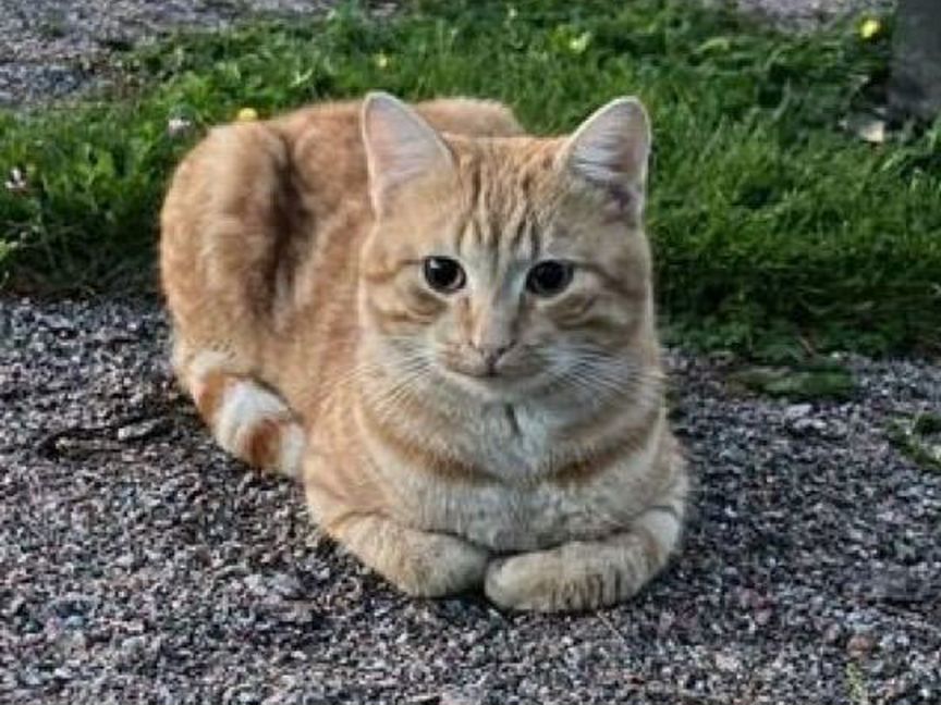 Кот рыжий в добрые руки бездомный найденыш