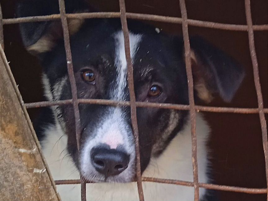 Собака ищет дом