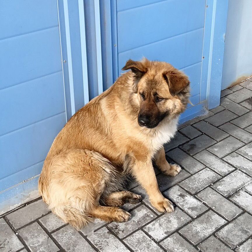 Красивая собачка, потерялась, где хозяин