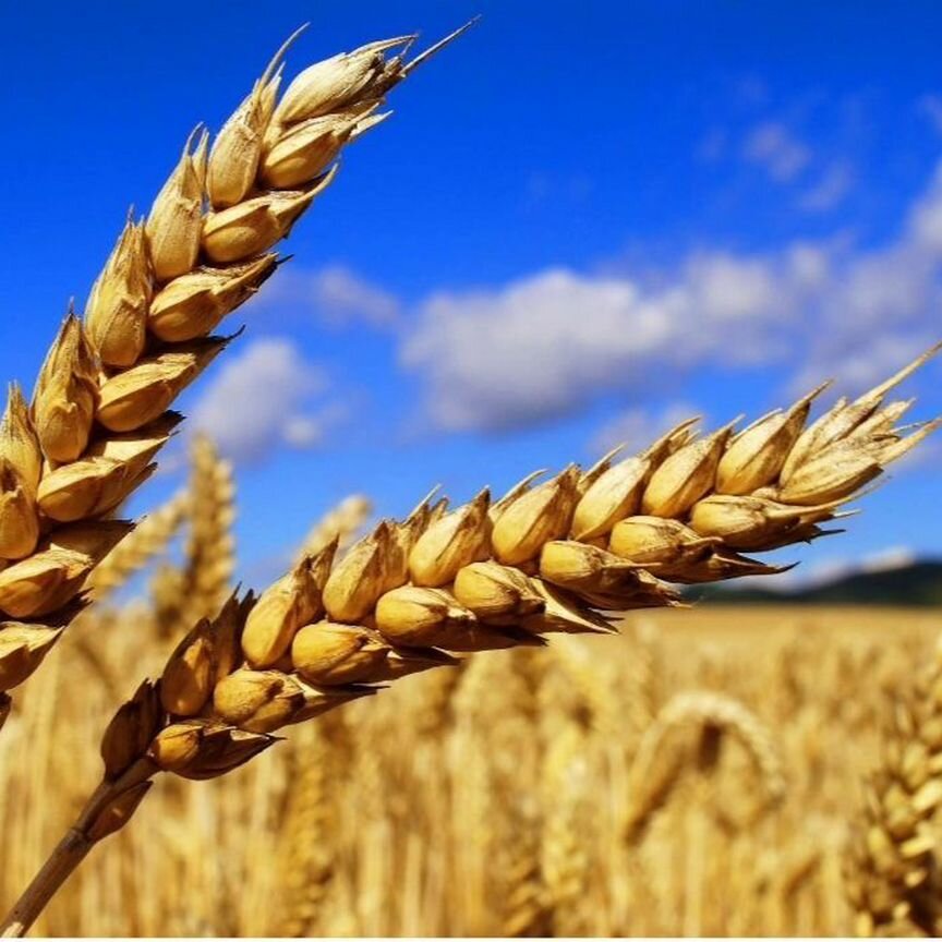 Пшеницу/ пшеничный отход