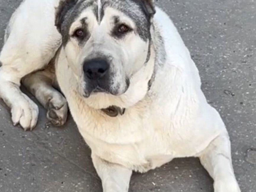 Собака в добрые руки алабай