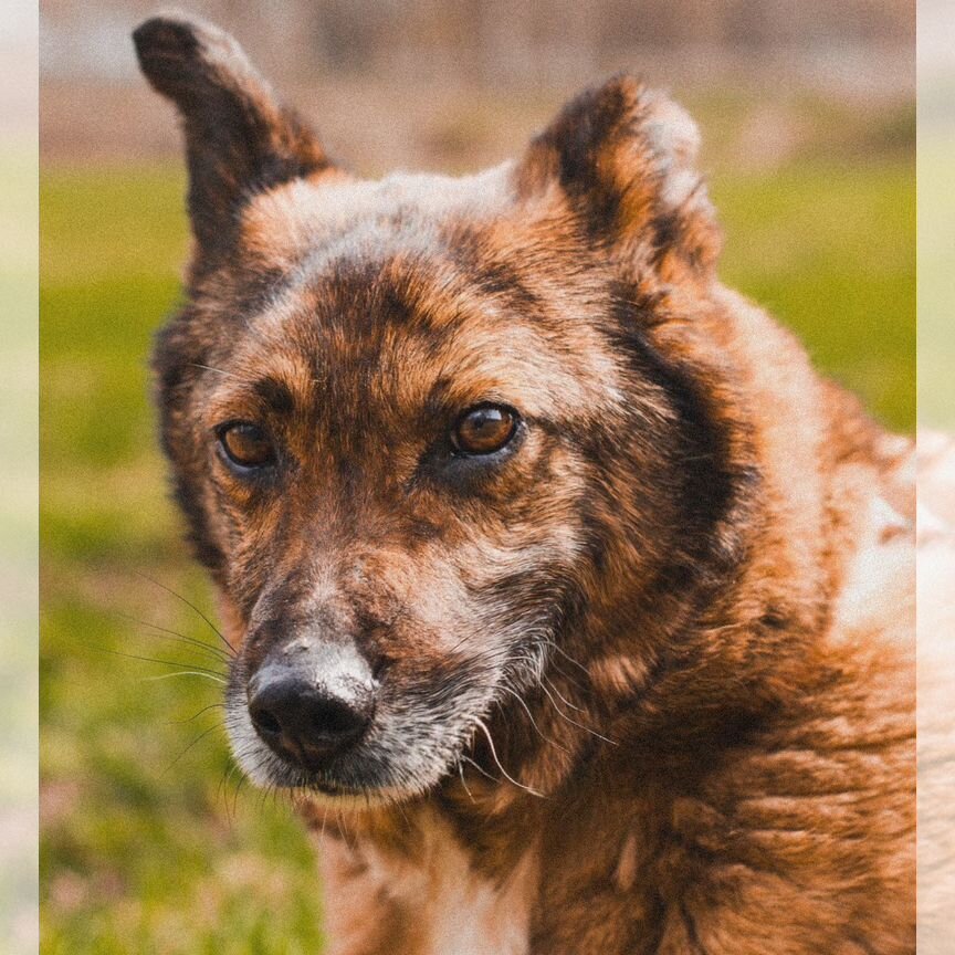 Взрослая собака в добрые руки
