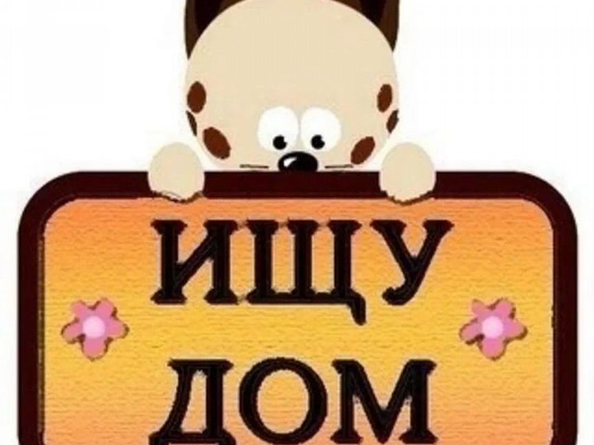 Милая кошечка ищет дом