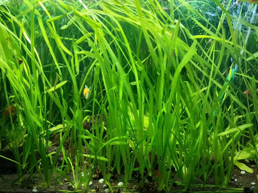 Валиснерия