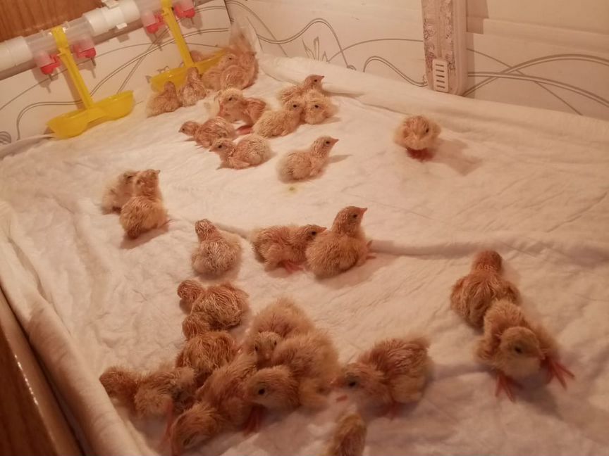 Птенцы перепелов