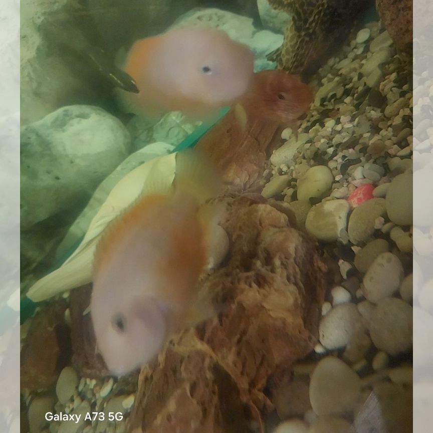 Рыбы- Фламинго, платидорас,цихлозома чернополосая