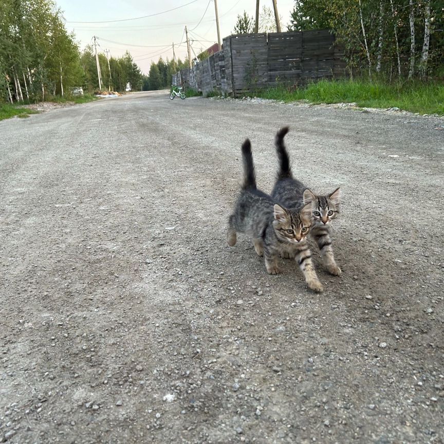 Котенок мальчик в добрые руки