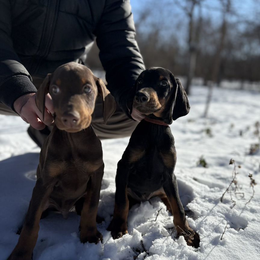 Доберман, щенок