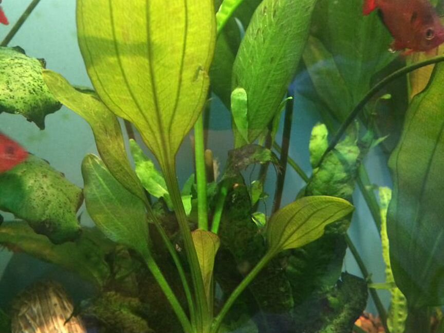 Аквариумное растение. Эхинодорус