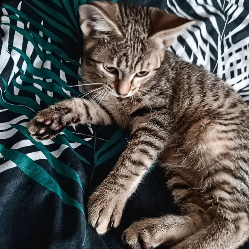 Отдаётся Котёнок