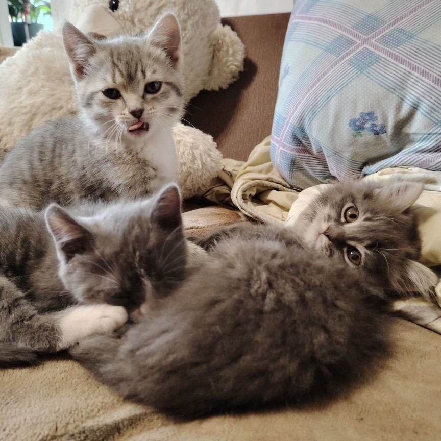 Кошки в добрые руки бесплатно