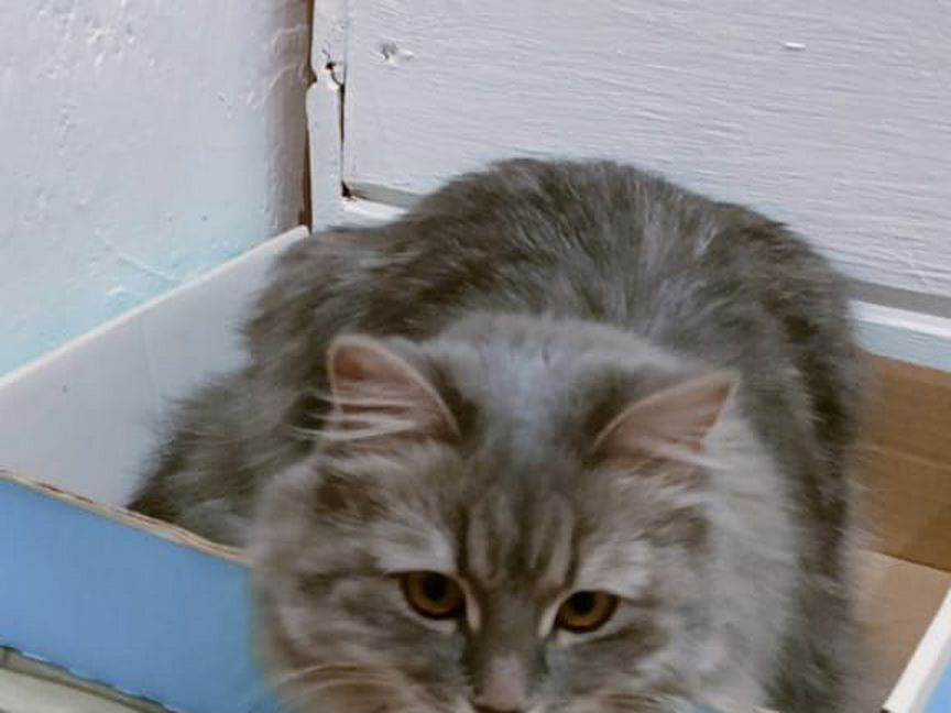 Сибирская кошечка