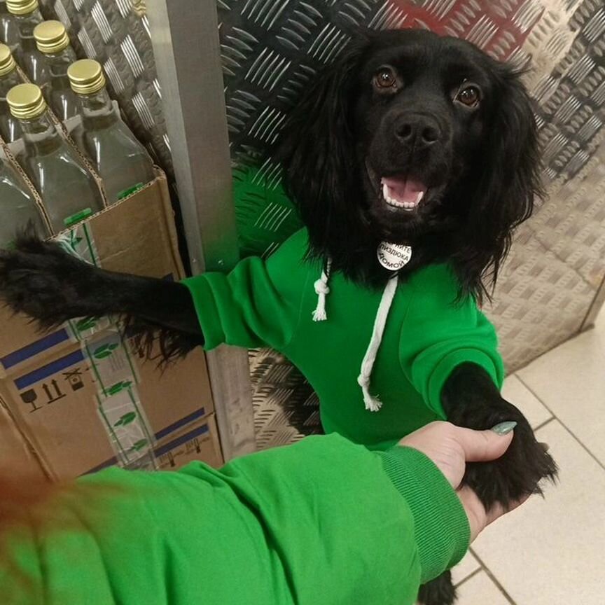 Случка Спаниель кобель 3 года