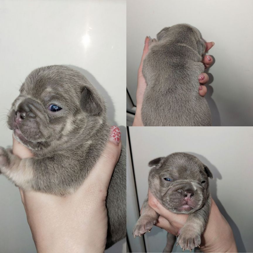 Продажа Французский бульдог