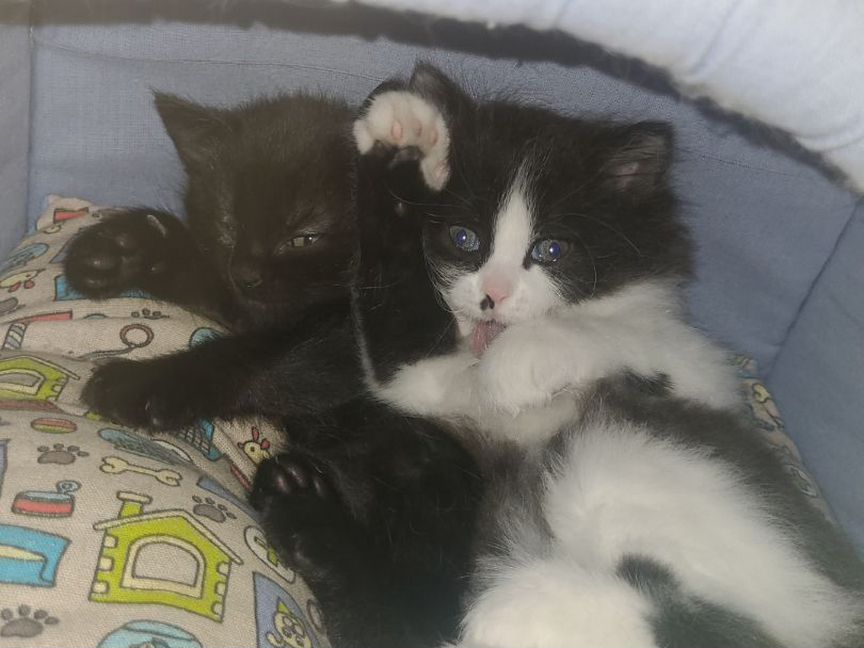 Котята в добрые руки