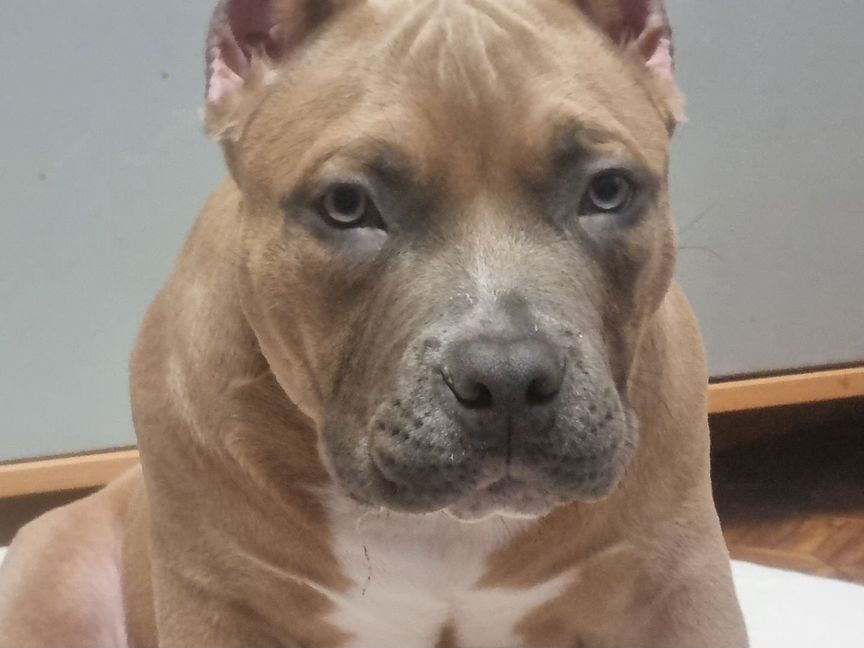 Американский булли покет