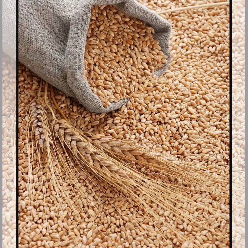 Зерно пшеница в мешках