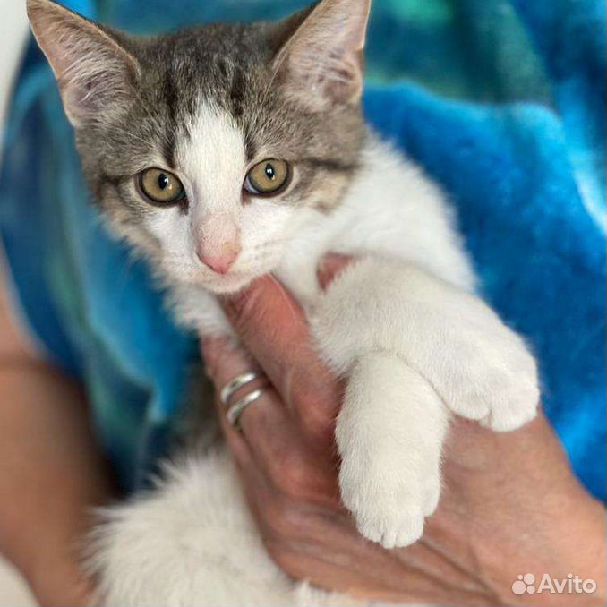 Замечательные ручные котята, 4 месяца