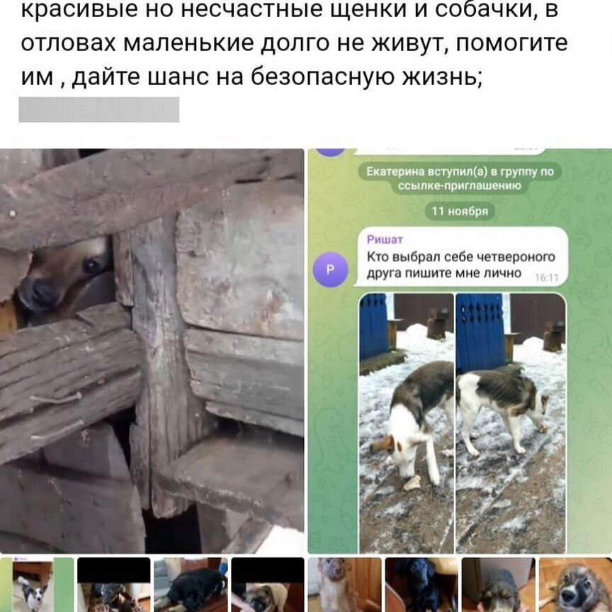 Сос щены и собы