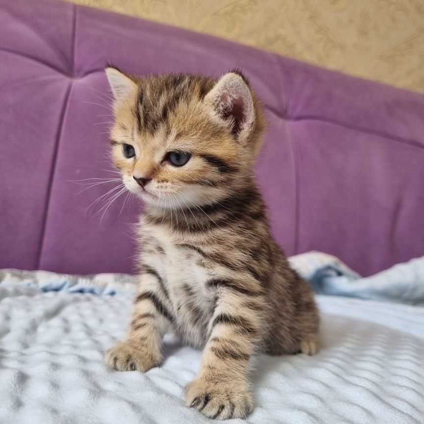 Шотландские котята