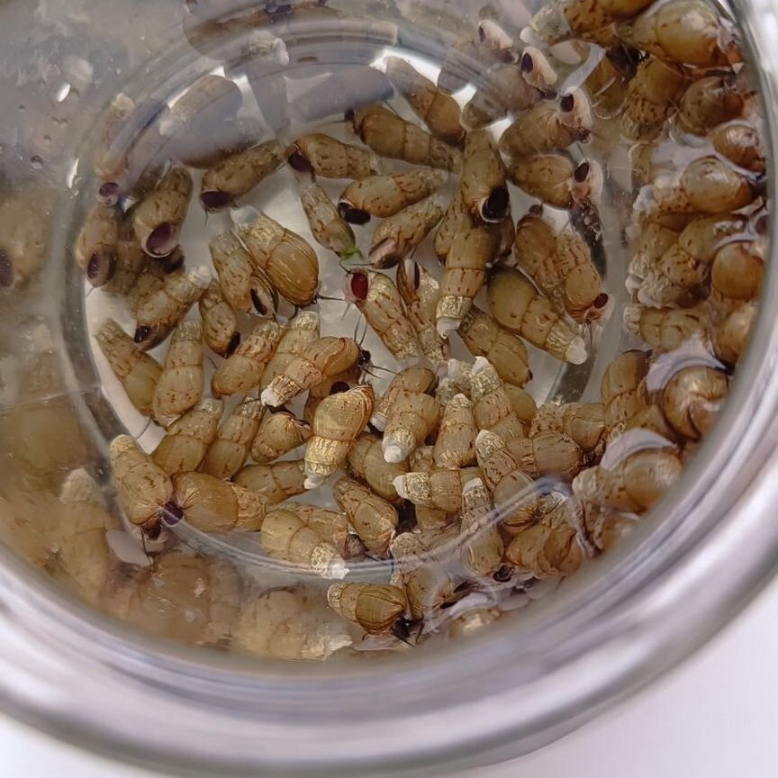 Улитки милании