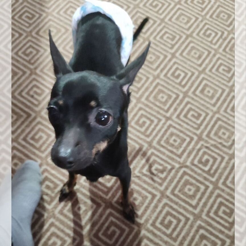 Русский черный терьер, взрослый пёс