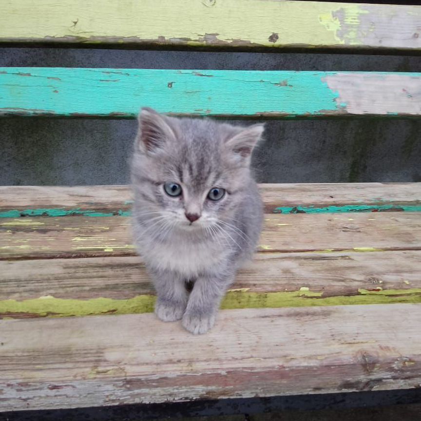 Котята в добрые руки бесплатно