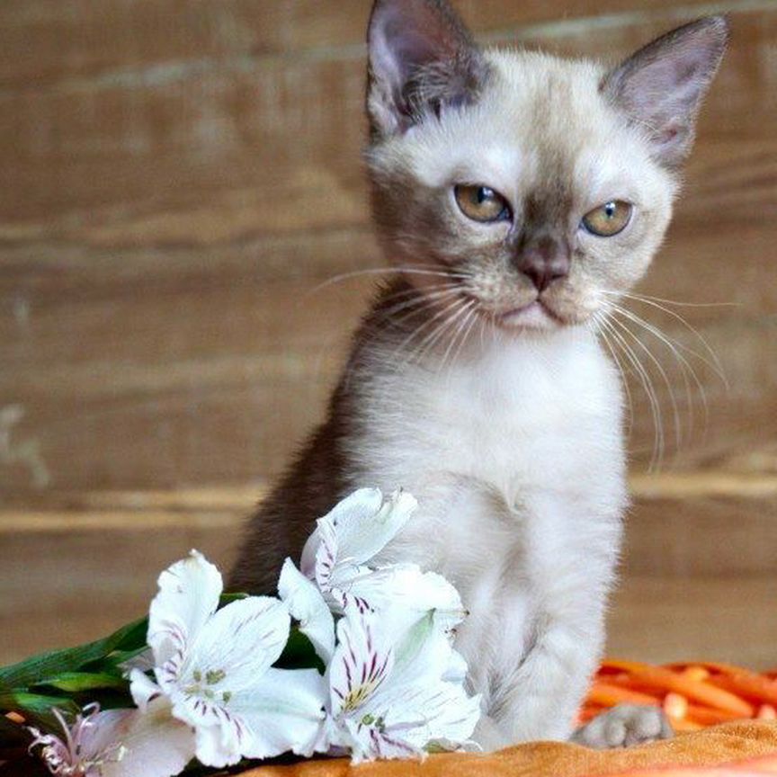 Бурманская кошечка
