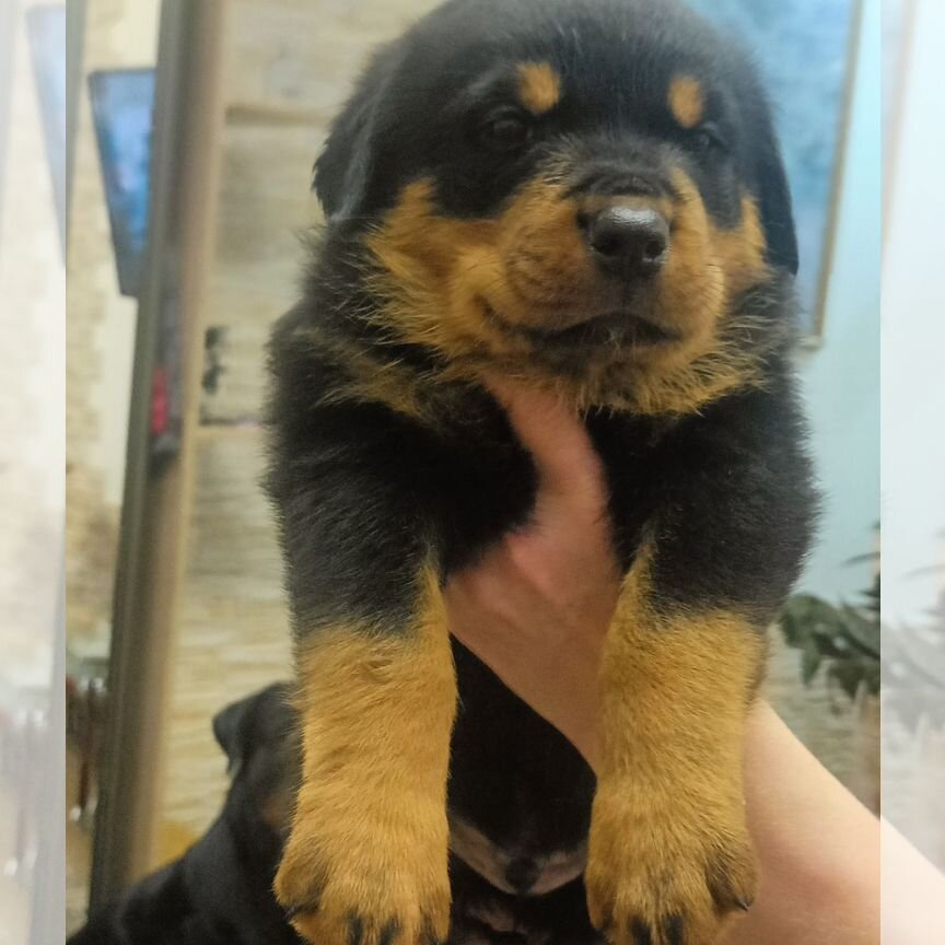 Ротвейлер, щенок