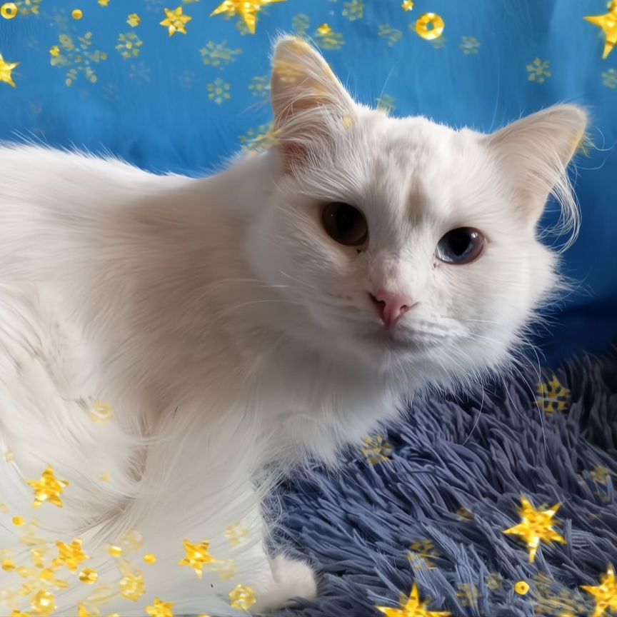 Турецкая ангора, взрослая кошка