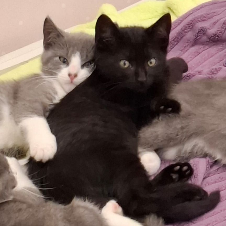 Кот