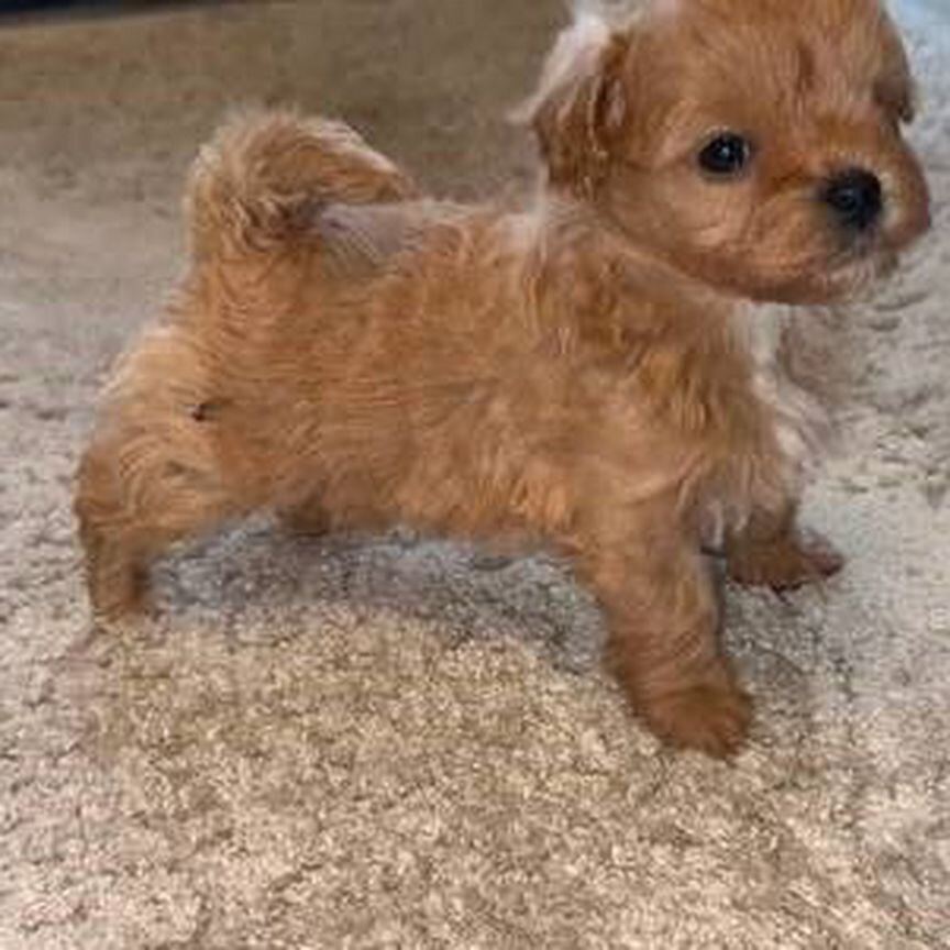 Мальтипу, щенок