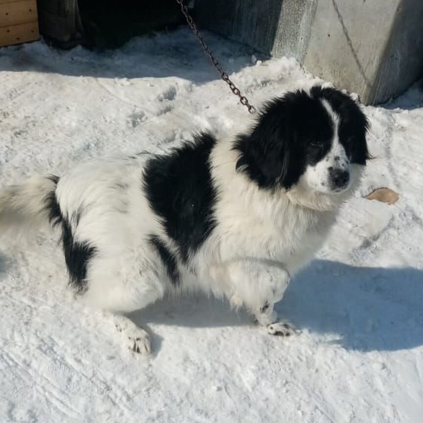 Отдам собаку с домиком