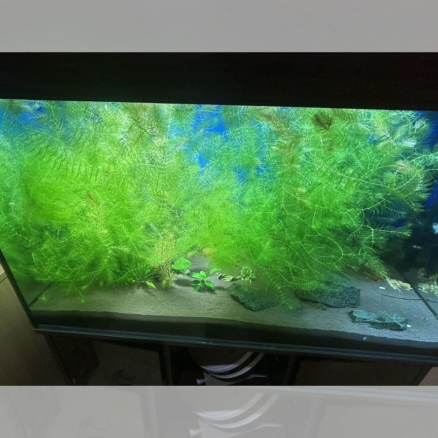 Роголистник